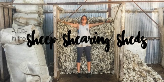 A Day in the Sheep Shearing Sheds in Australia: What it's Really Like